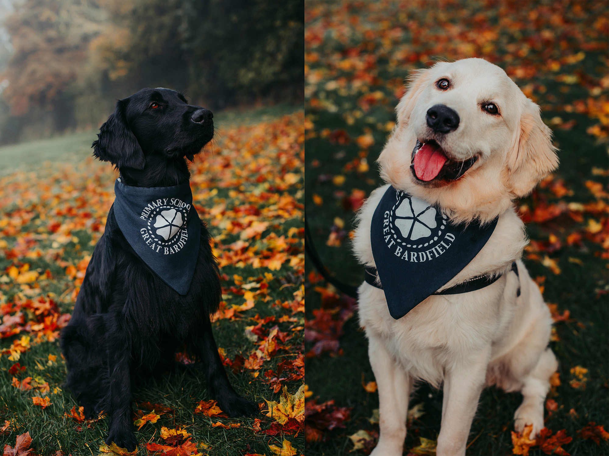 Meet our school dogs - Great Bardfield Primary School